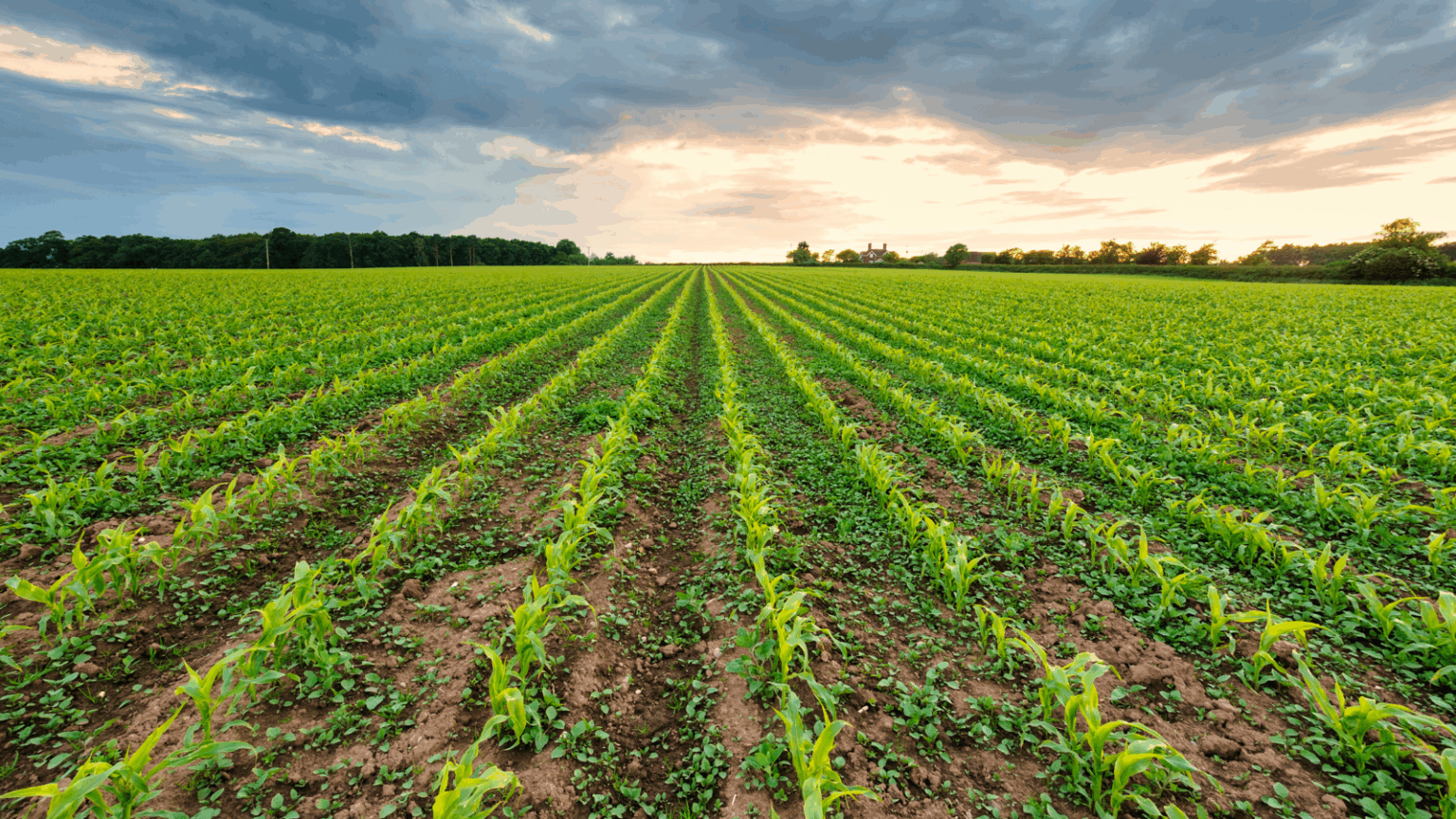 Energy Crops: Fuel Feedstock of the Future? | Cleantech Group